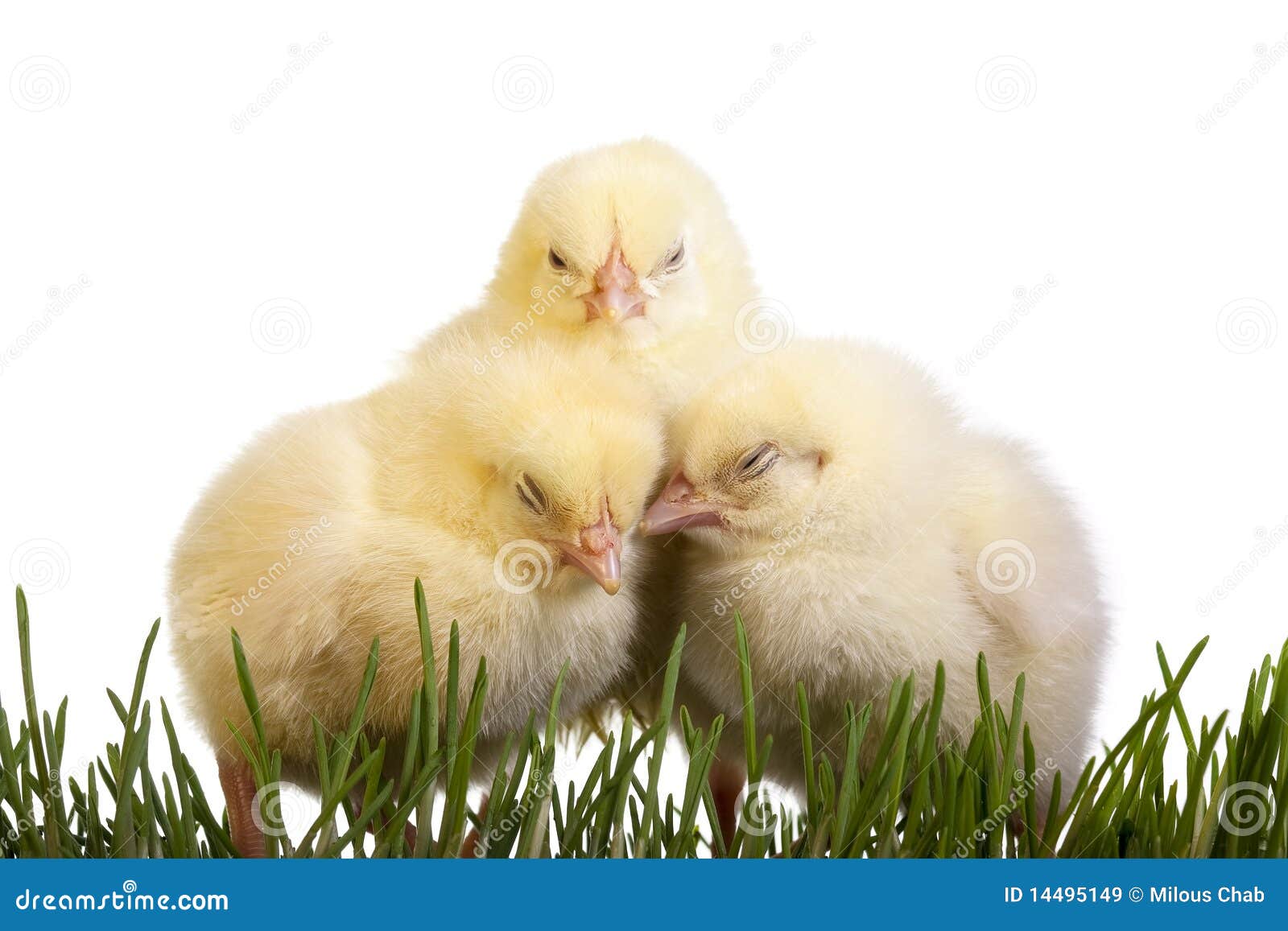 Tre pulcini di sonno immagine stock. Immagine di pulcino - 14495149