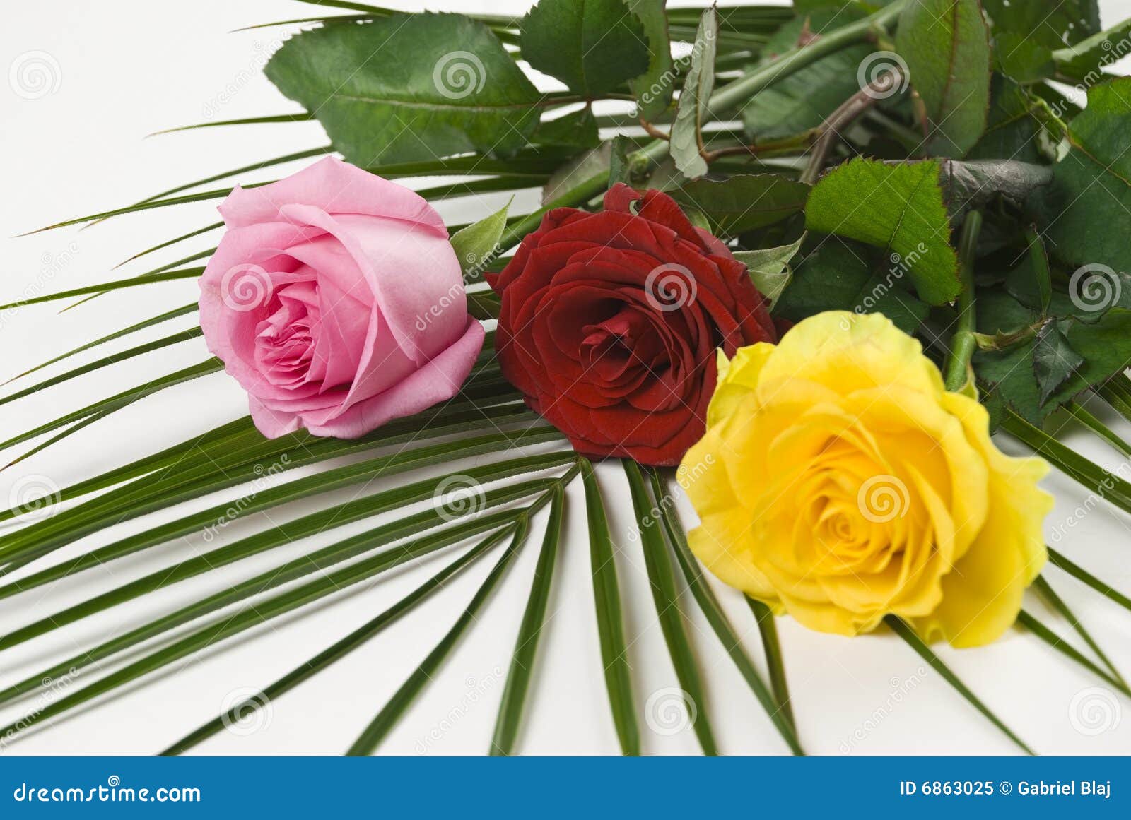 Tre rose di colori immagine stock. Immagine di studio - 6863025