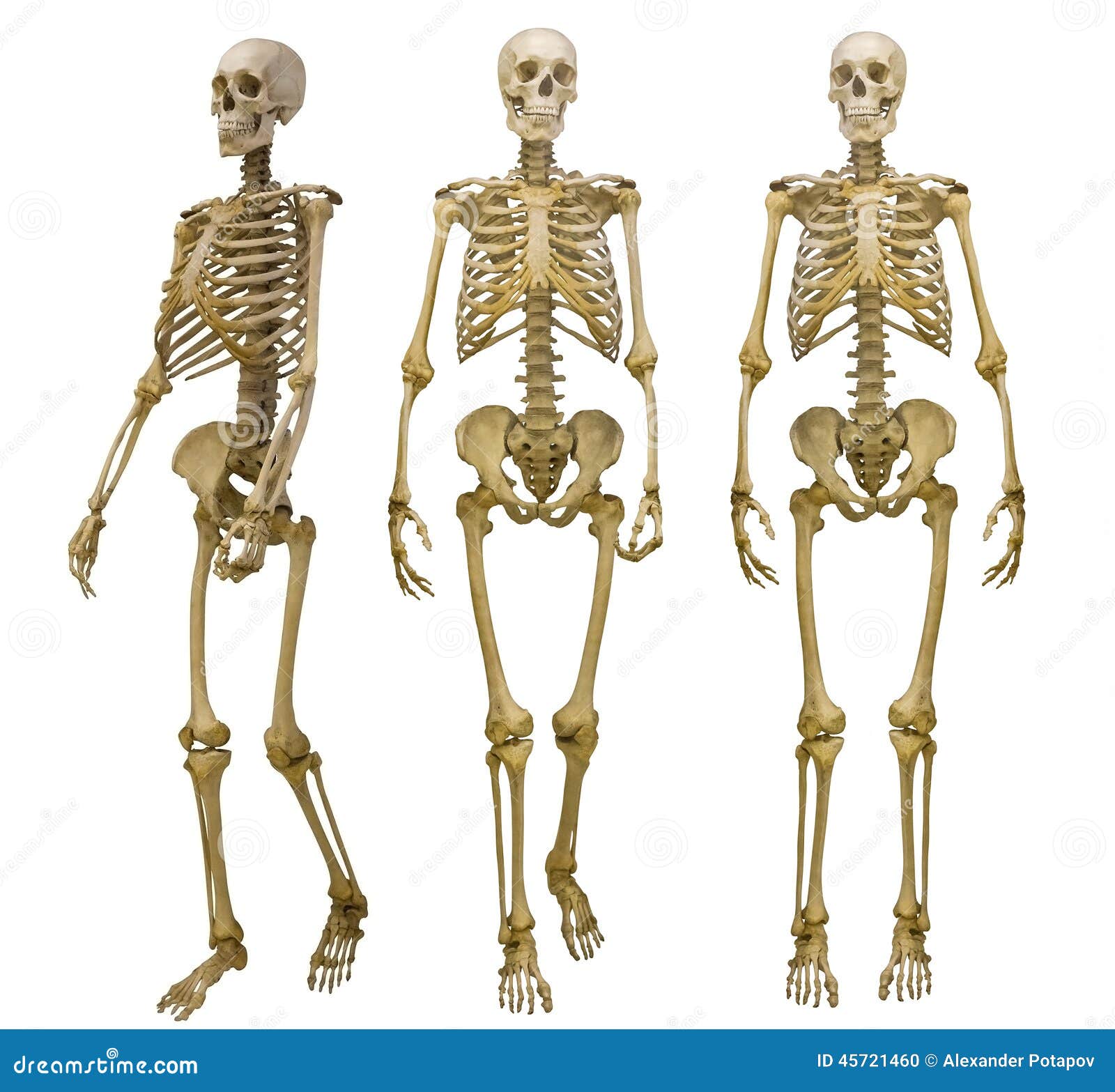 Tre Scheletri Umani Isolati Su Bianco Fotografia Stock - Immagine di ...