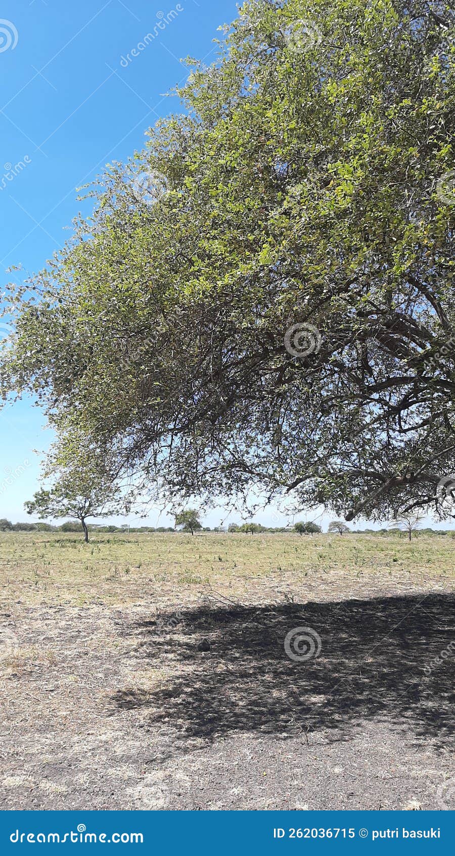 Rindang Stock Photos - Free & Royalty-Free Stock Photos from Dreamstime