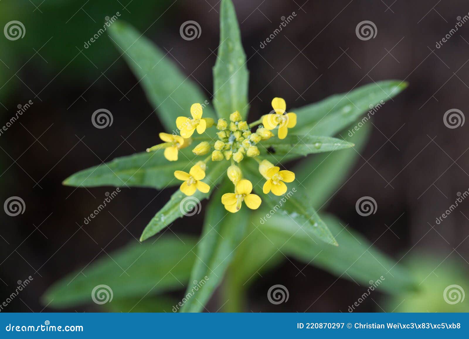 Treacle Mustard, Erysimum Cheiranthoides Stock Image - Image of meadow ...