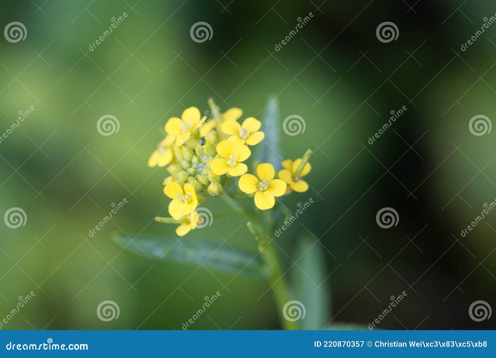 Treacle Mustard, Erysimum Cheiranthoides Stock Image - Image of common ...