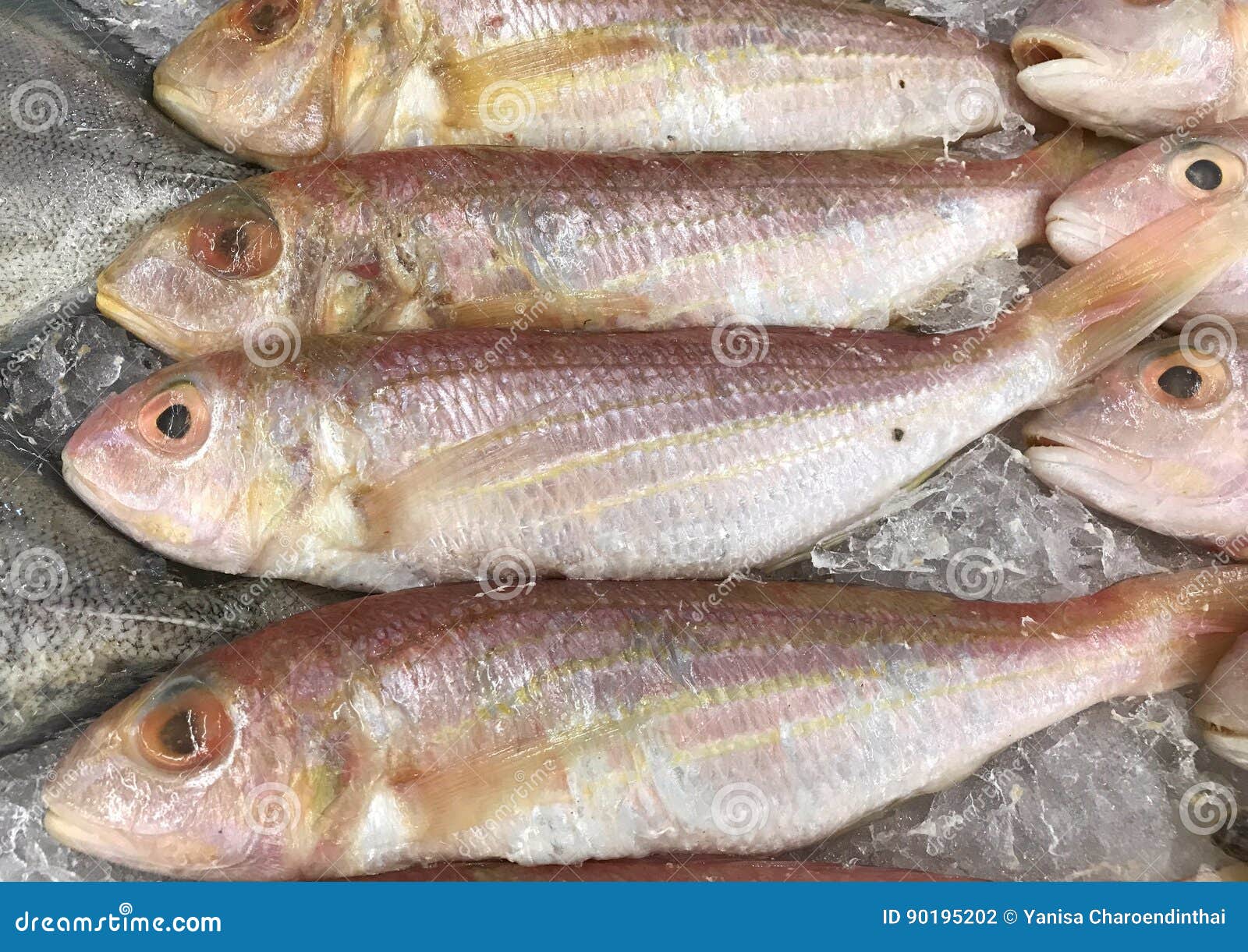 Treadfin Breams, Fresh Red Fish on Ice Stock Photo - Image of healthy ...