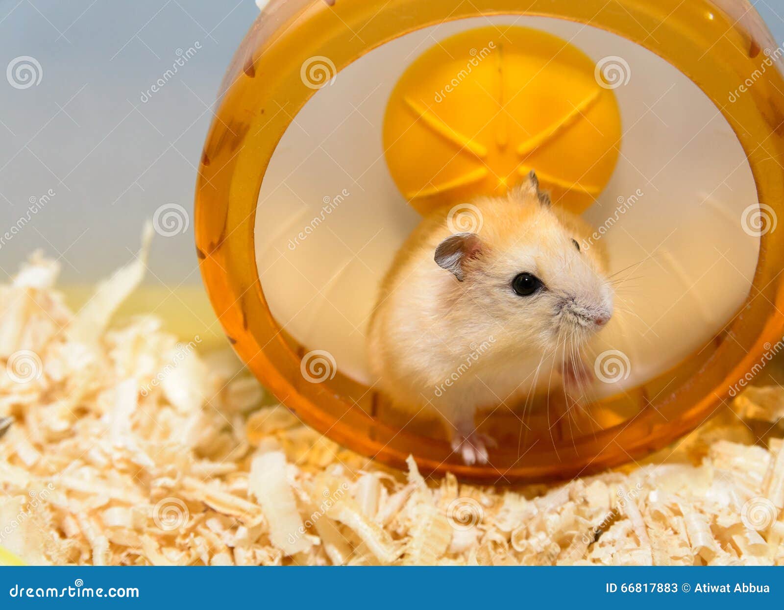 Treadmill Exercise for Hamster Stock Image - Image of engine, carne ...