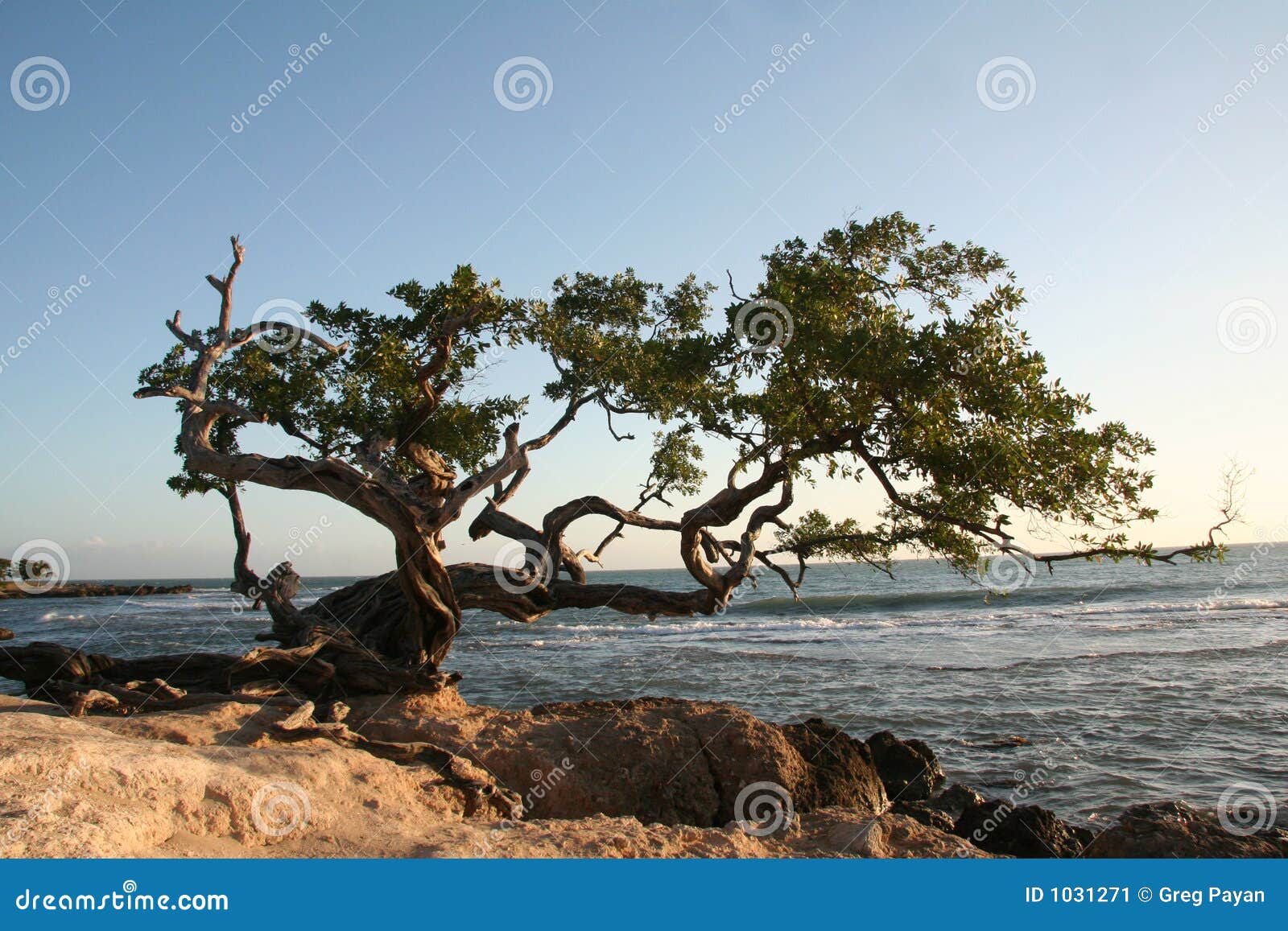Treasure Beach Tree stock image. Image of rocky, treasure - 1031271