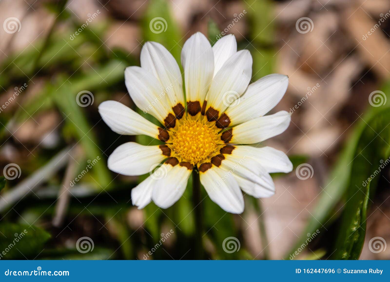 Treasure flower stock photo. Image of petal, treasure - 162447696