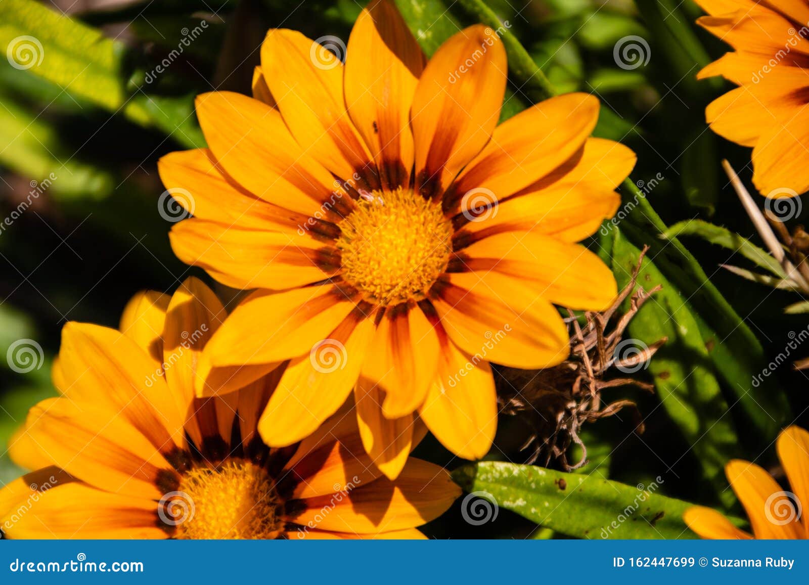 Treasure flower stock image. Image of beautiful, outdoors - 162447699