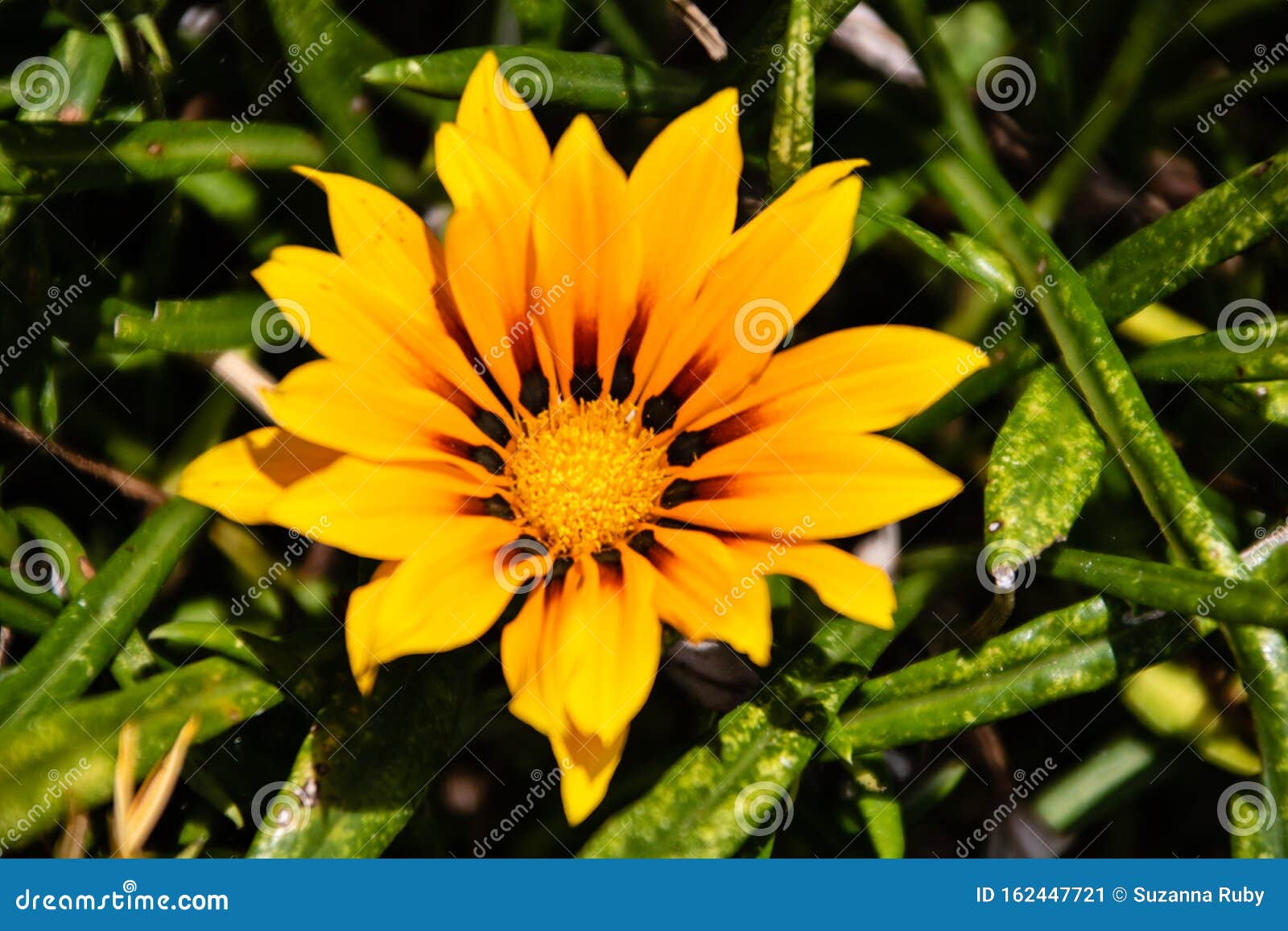 Treasure flower stock image. Image of outdoors, petal - 162447721