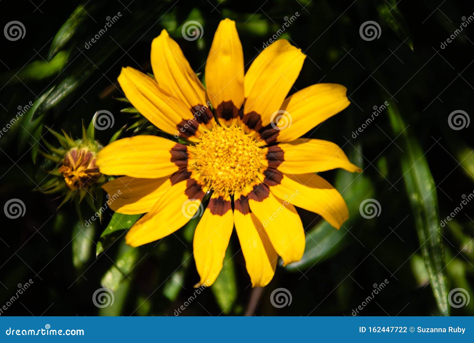 Treasure flower stock photo. Image of garden, botany - 162447722
