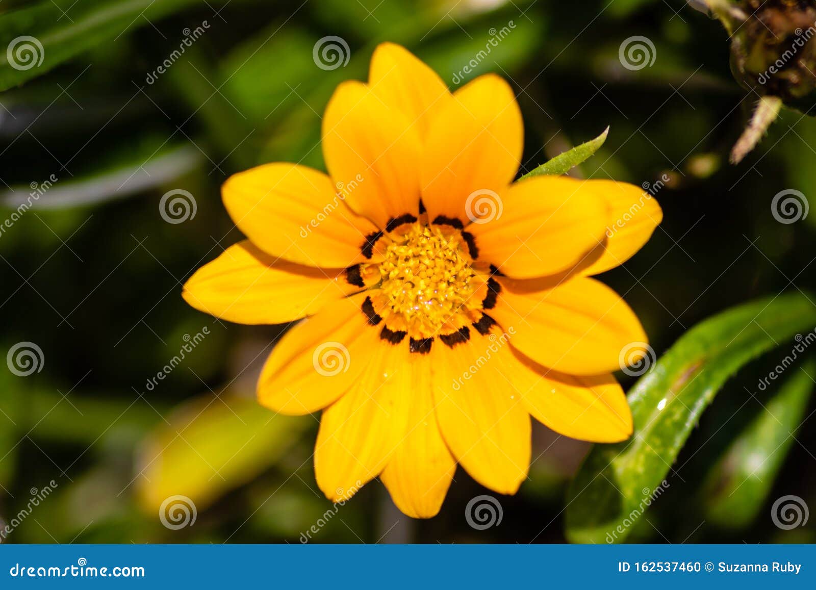 Treasure flower stock photo. Image of outdoors, botany - 162537460
