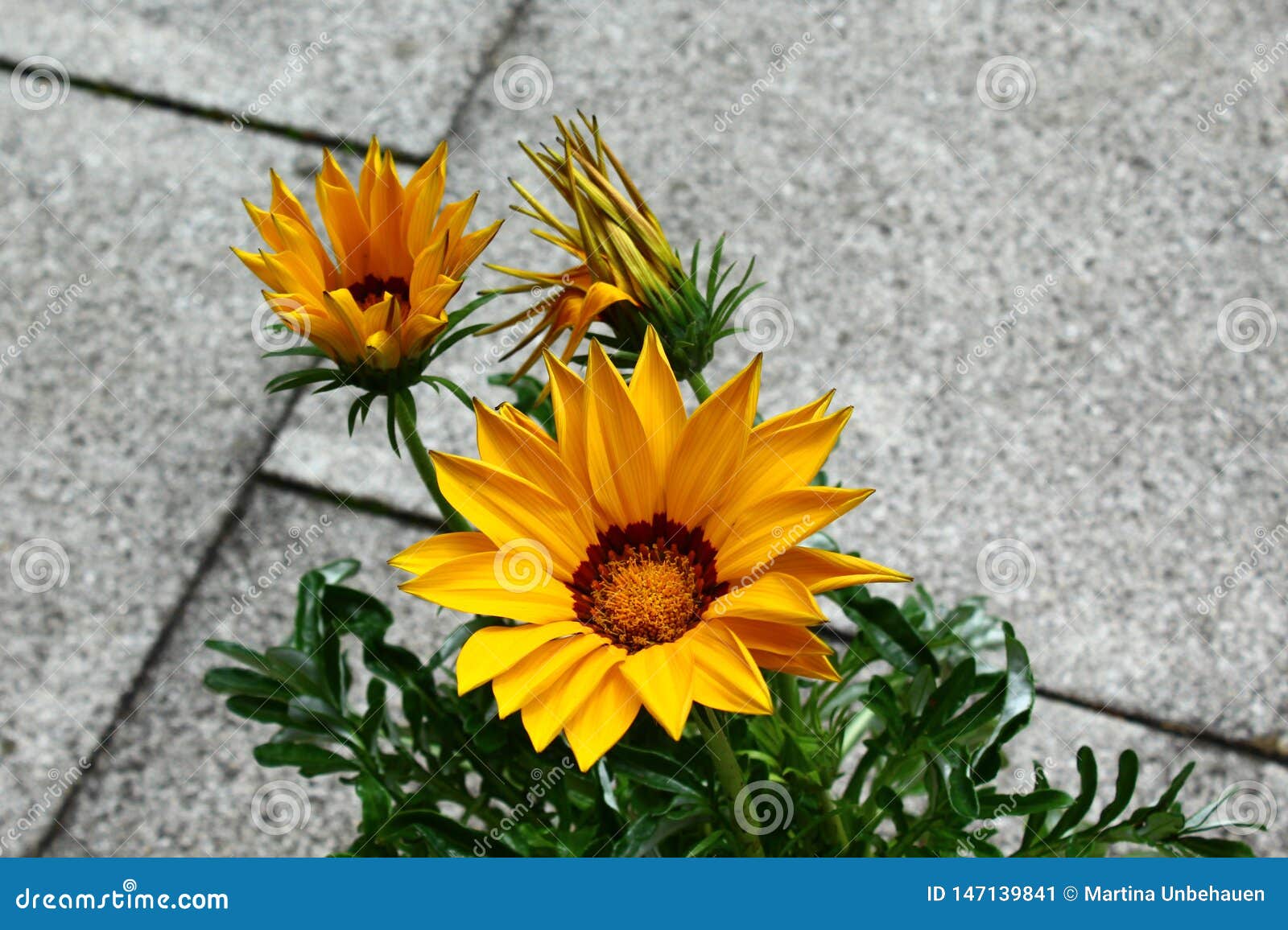 Treasure Flower on a Stone Floor Stock Image - Image of nature, floral ...