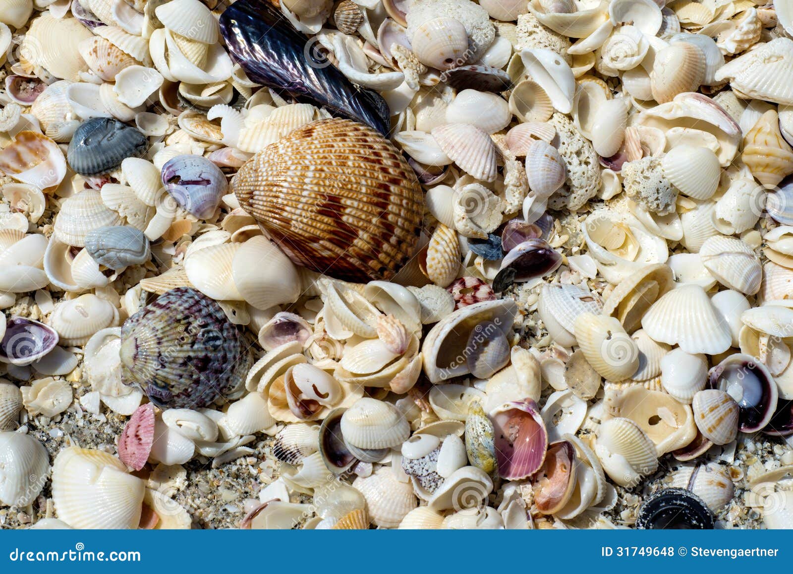 Treasure of seashells stock photo. Image of seashells - 31749648