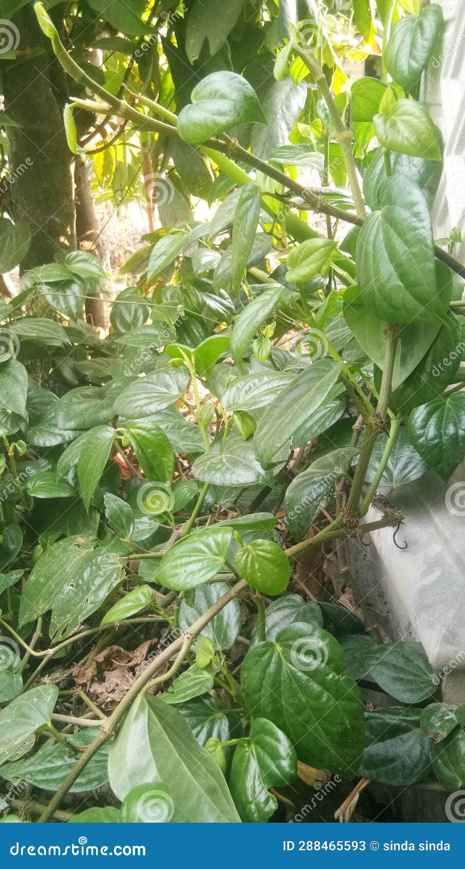 Treasury betel leaf stock image. Image of plant, indonesian - 288465593