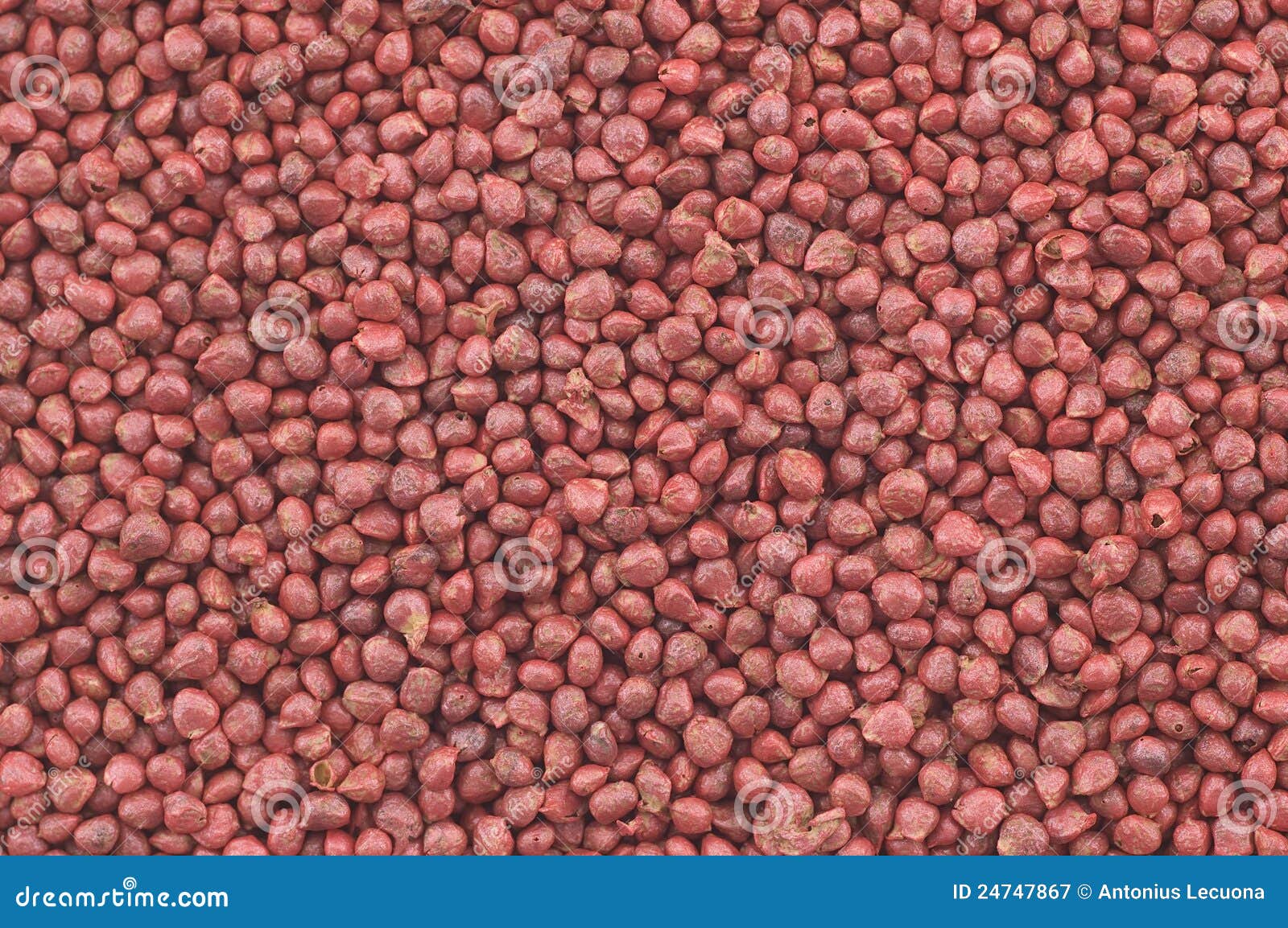 Treated Commercial Baby Spinach Seed Stock Image - Image of treatment ...