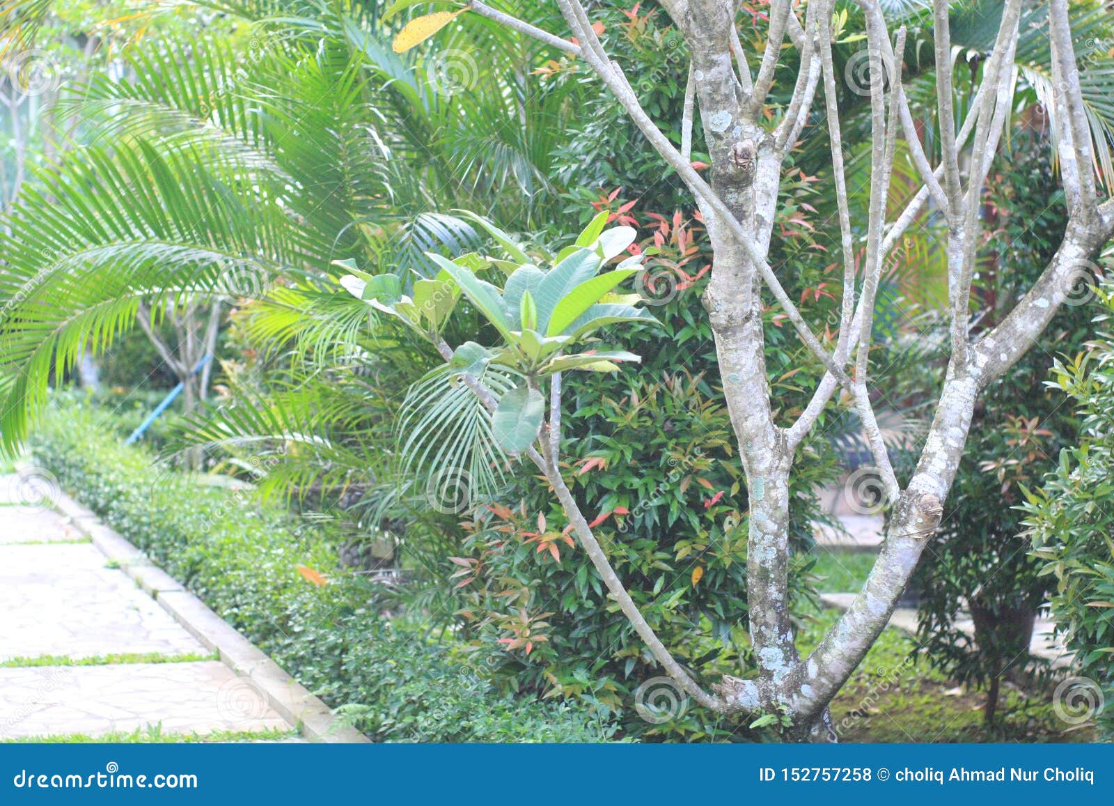 TreatedThe Gift Tree of Allah Stock Photo - Image of gift, tree: 152757258