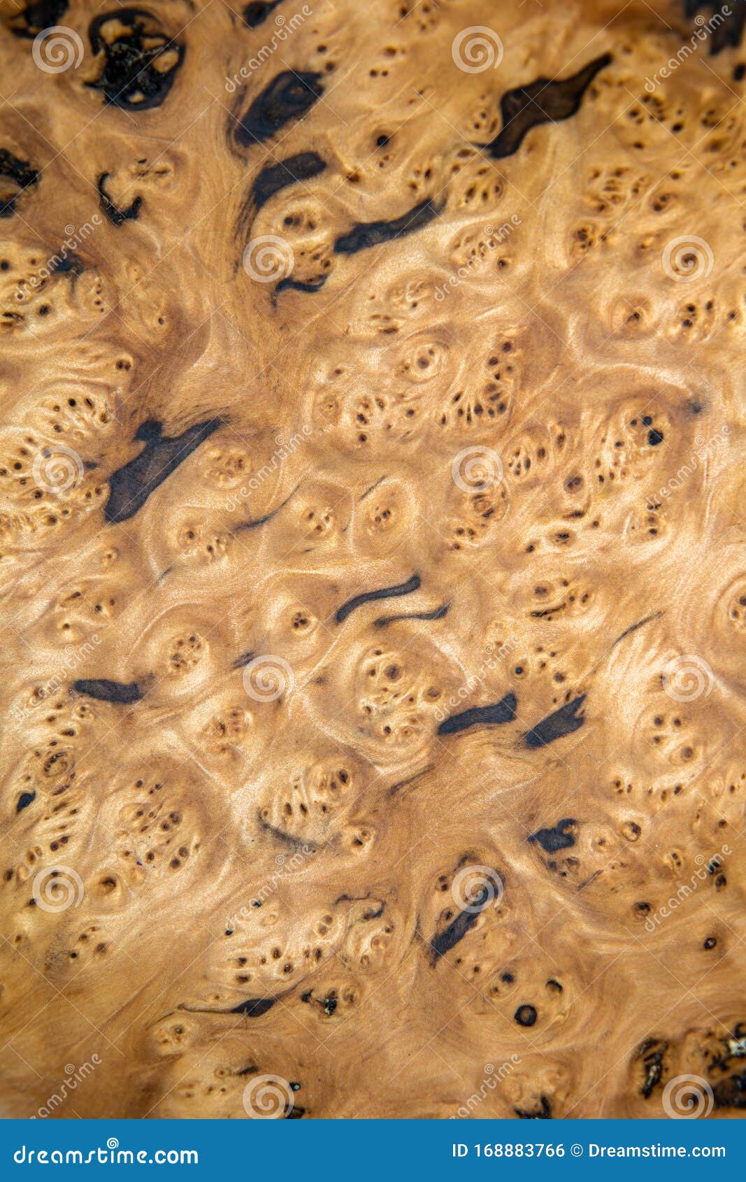 Treated Masonry Birch Texture Stock Photo - Image of closeup, nature ...