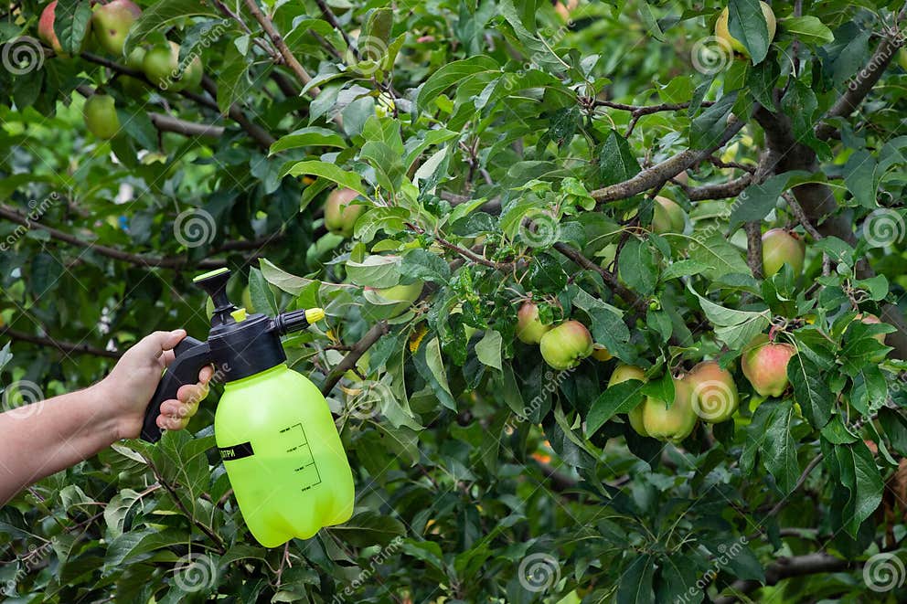 Treatment Of Apple Tree Branches In Summer With A Fungicide Against