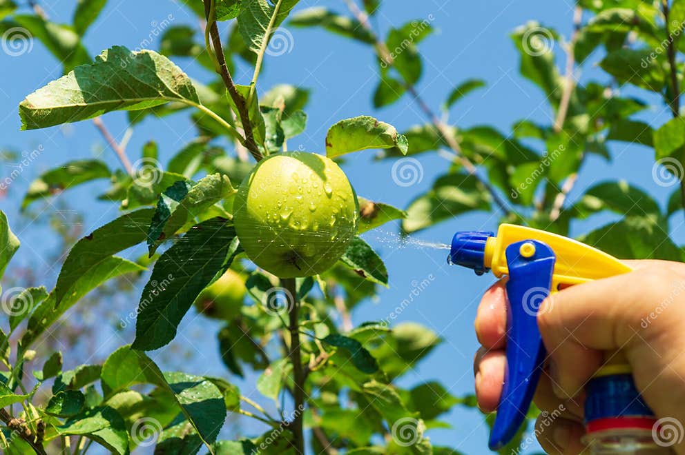 Treatment Of Apple Tree Branches In Summer With A Fungicide Against