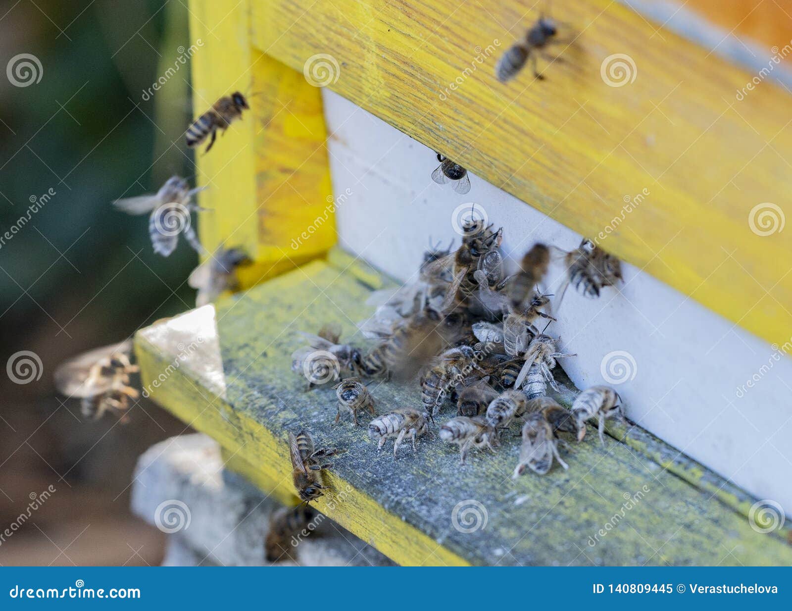 Treatment Bees with Powder Sugar Dusting Against Warroa Destructor ...