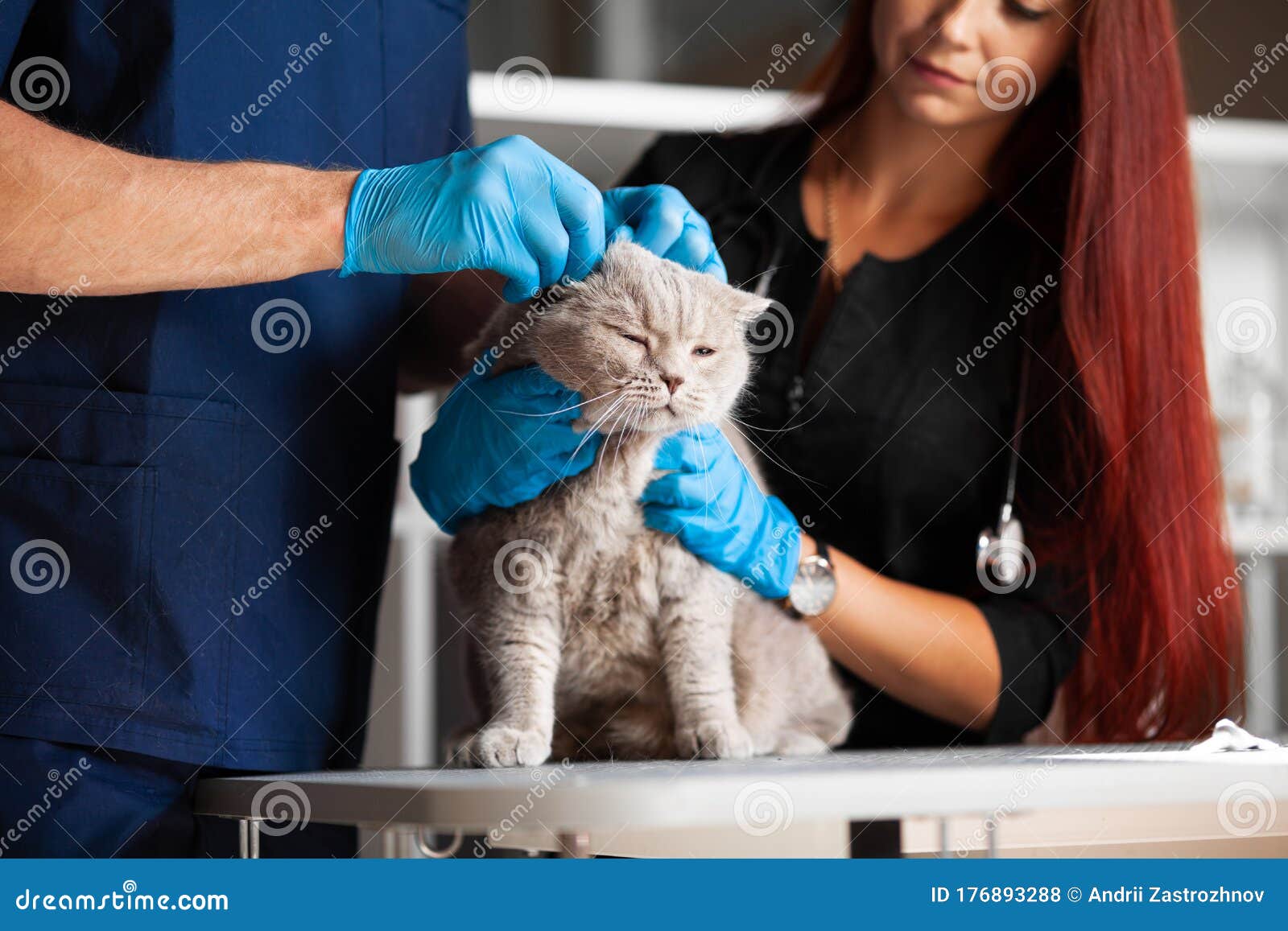 Treatment of Cat in Veterinary Clinic Stock Photo - Image of care ...