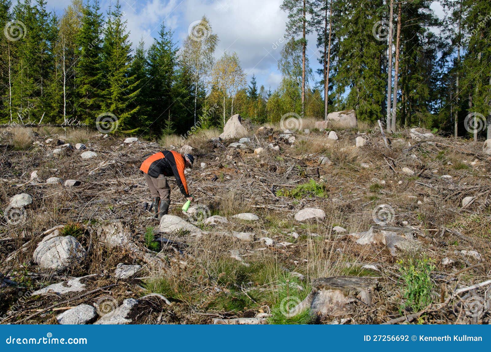 Treatment of Forest Plantation Stock Photo - Image of autumn, forest ...