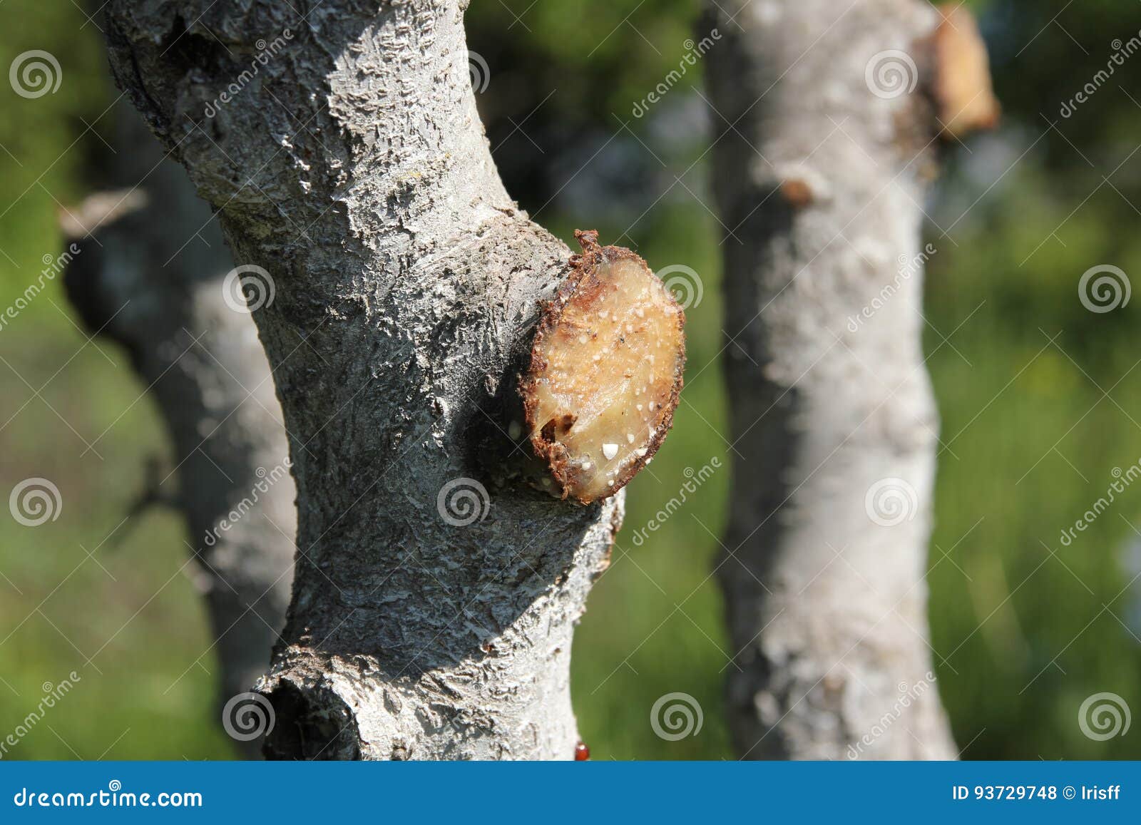 Treatment Garden Pitch of the Wound on the Tree Stock Photo - Image of ...