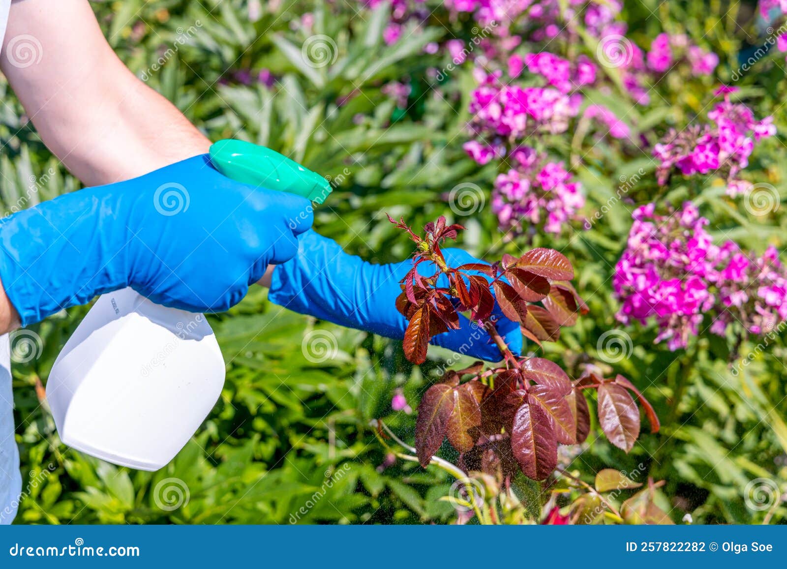 Treatment In The Garden Of Young Shoots Of Roses From Aphids