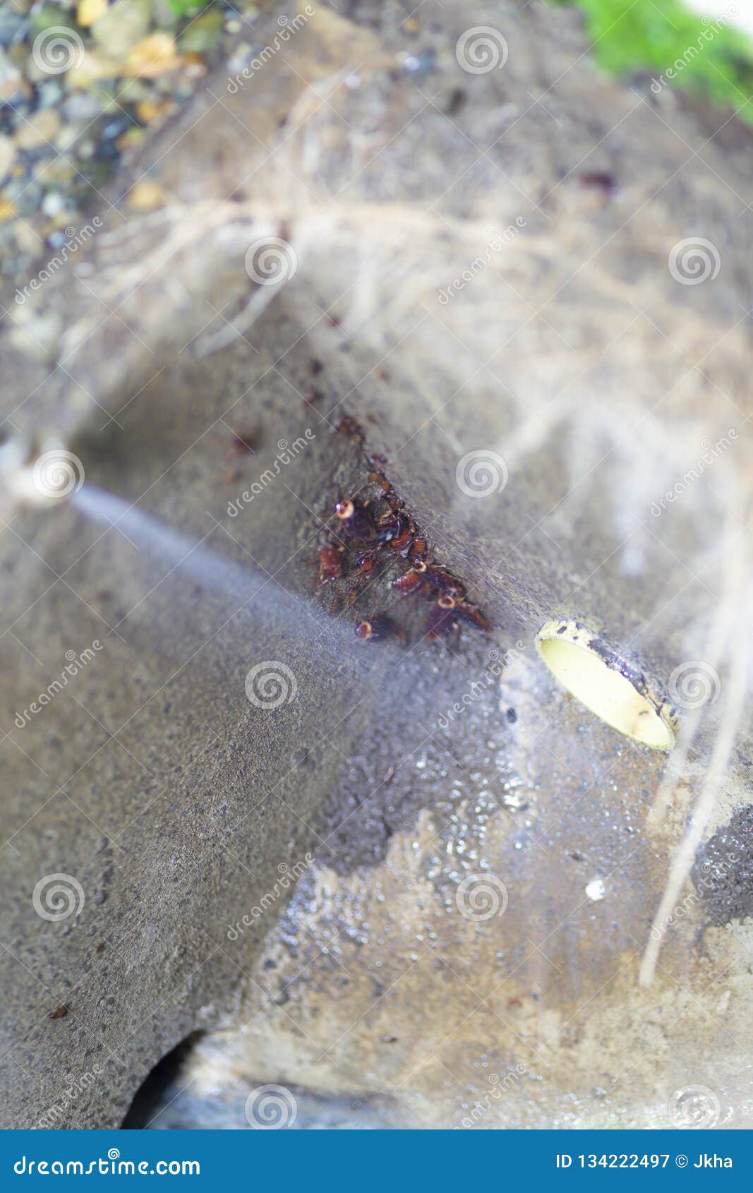 Treatment, Pest Control, Fumigation Outdoors Stock Image - Image of ...