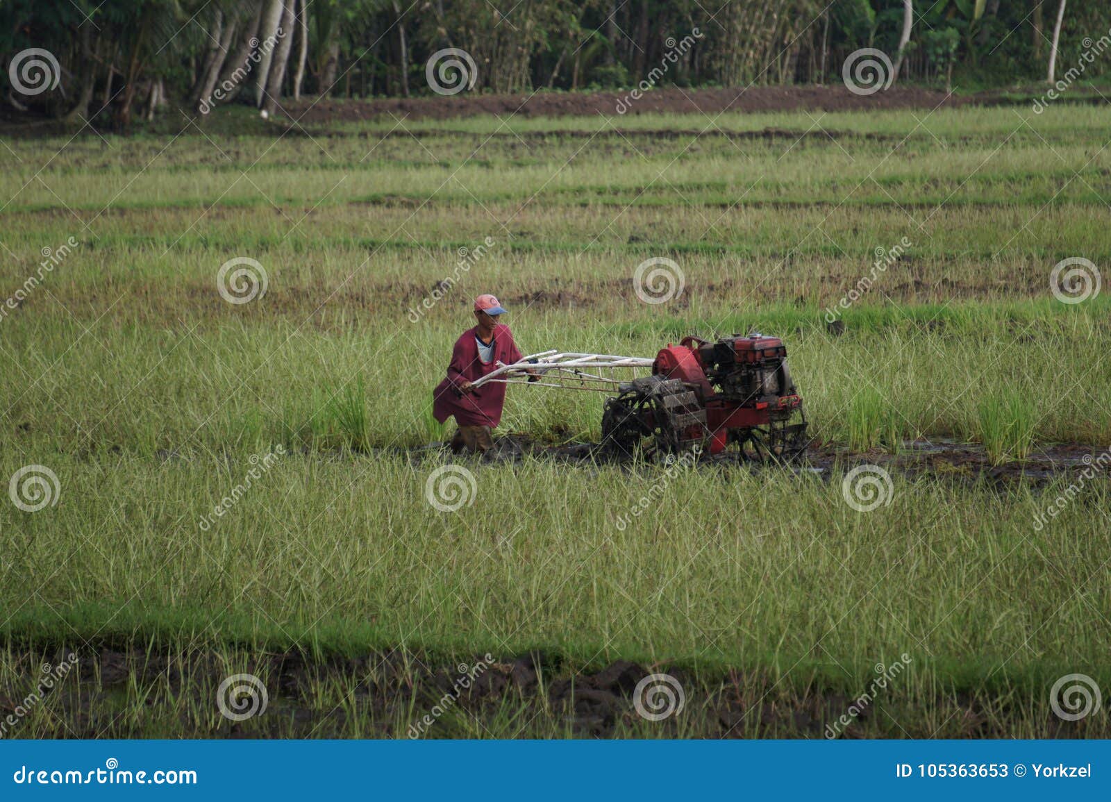 Treatment of Rice Fields on Java Island, Indonesia Editorial Stock ...