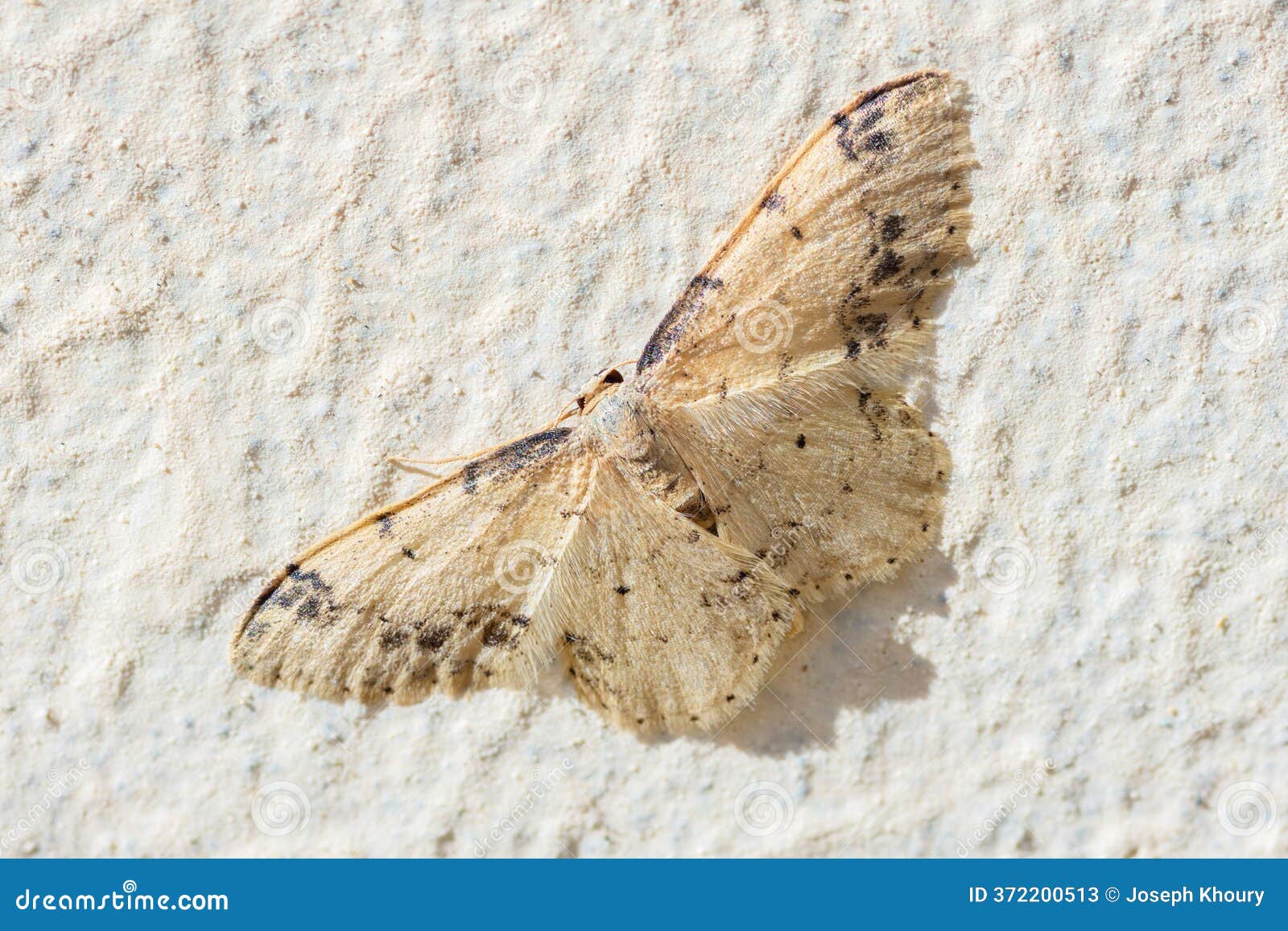 Brown Spot Is A Fungal Disease On Paddy Rice In Viet Nam. Royalty-Free ...