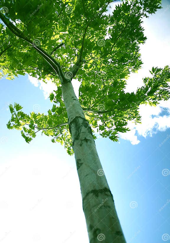 Tree stock image. Image of blue, bark, leaves, nature, tree - 3751