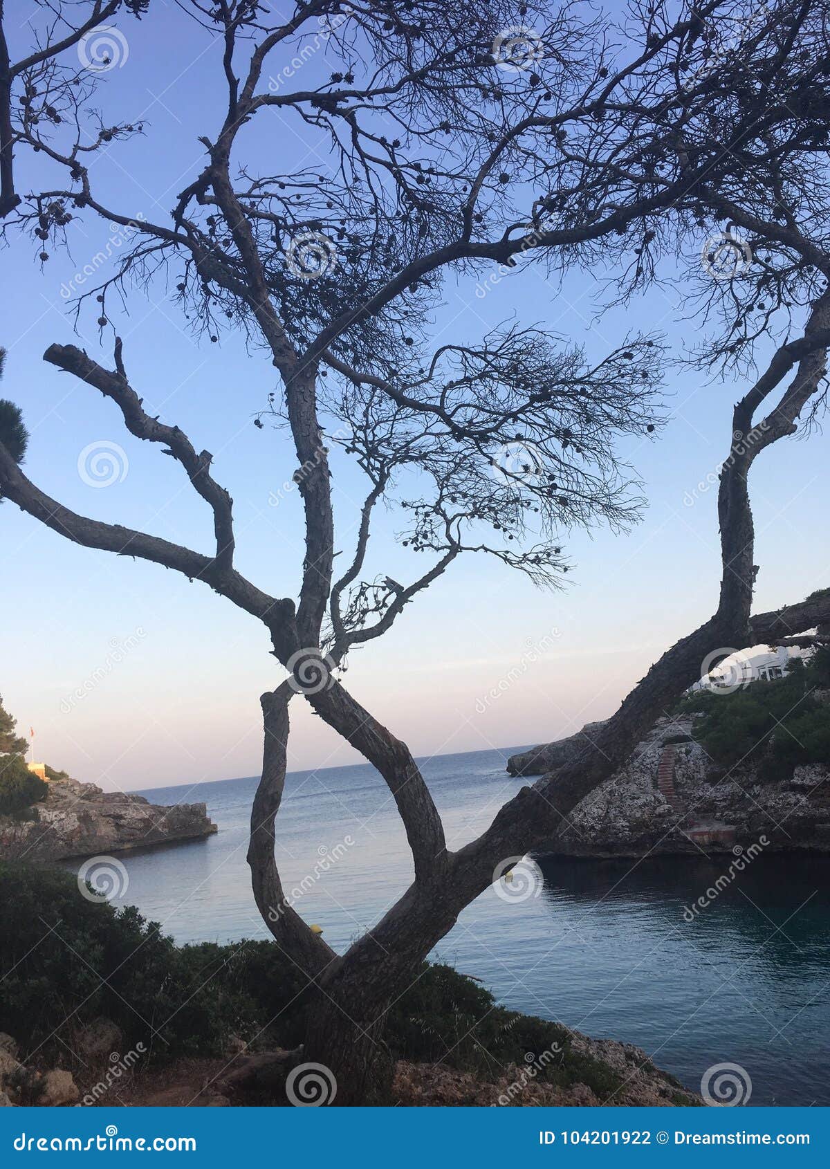 Tree stock photo. Image of clear, tree, blue - 104201922