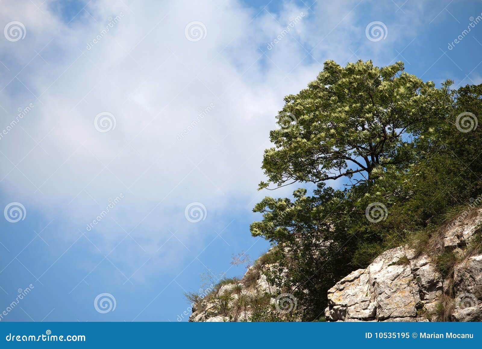 Tree stock image. Image of mountain, sapless, lush, classic - 10535195