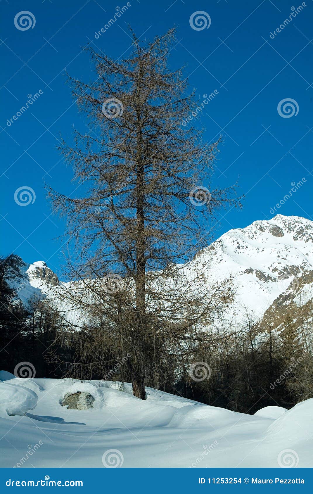 Tree stock photo. Image of white, snow, alps, winter - 11253254