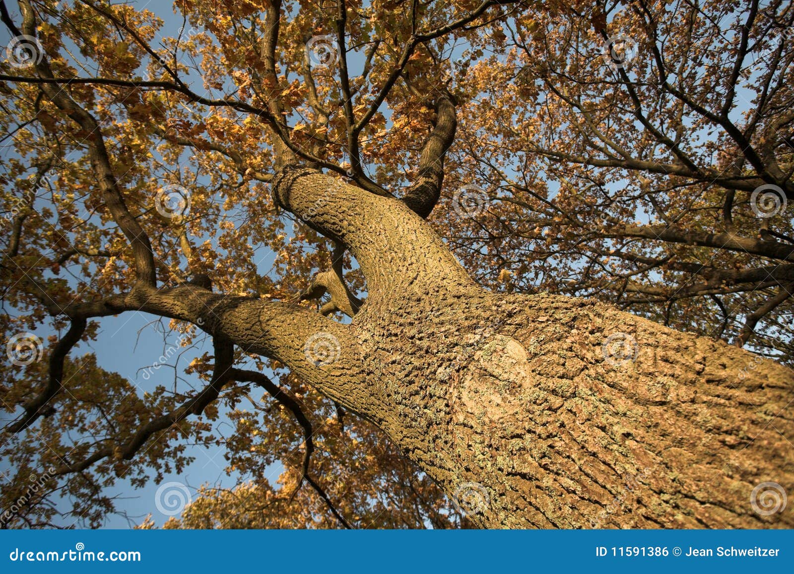 Tree stock photo. Image of sunny, tree, branches, branch - 11591386