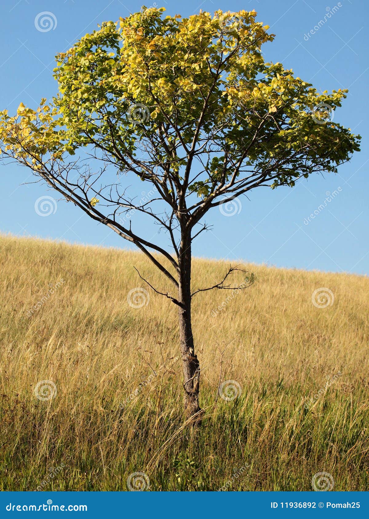 Tree stock photo. Image of page, omni, nature, trees - 11936892