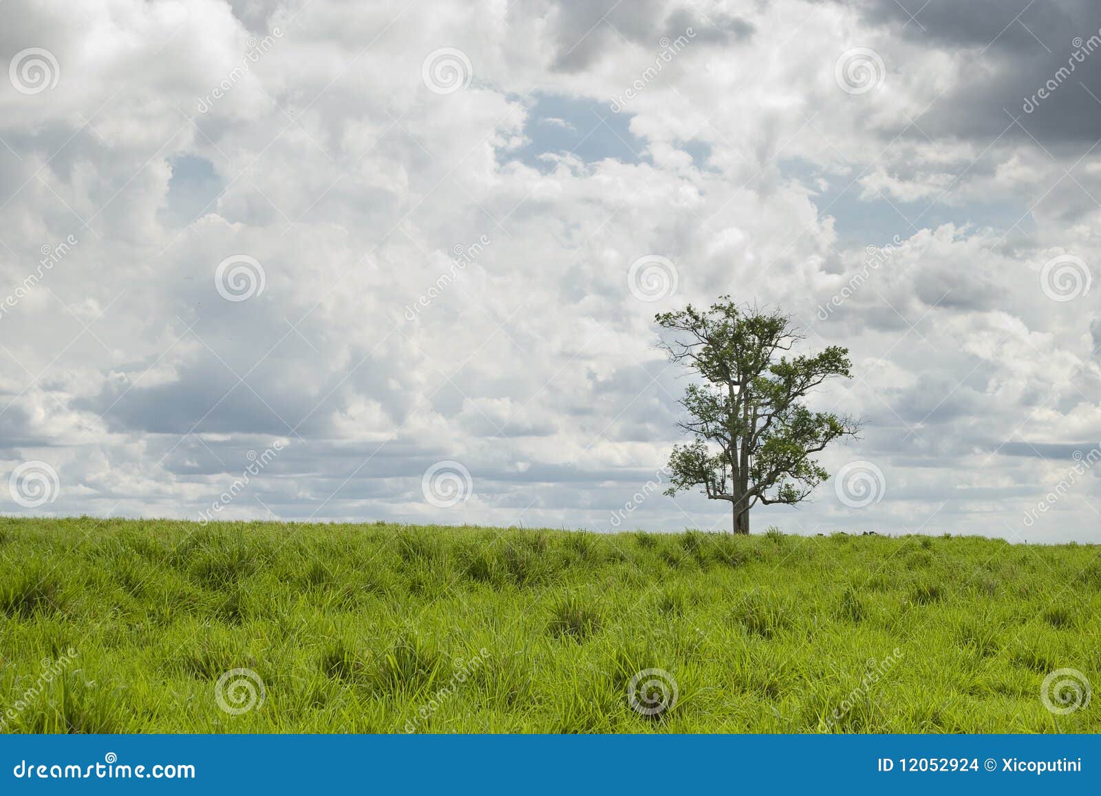 Tree stock photo. Image of bright, pasture, farm, scene - 12052924