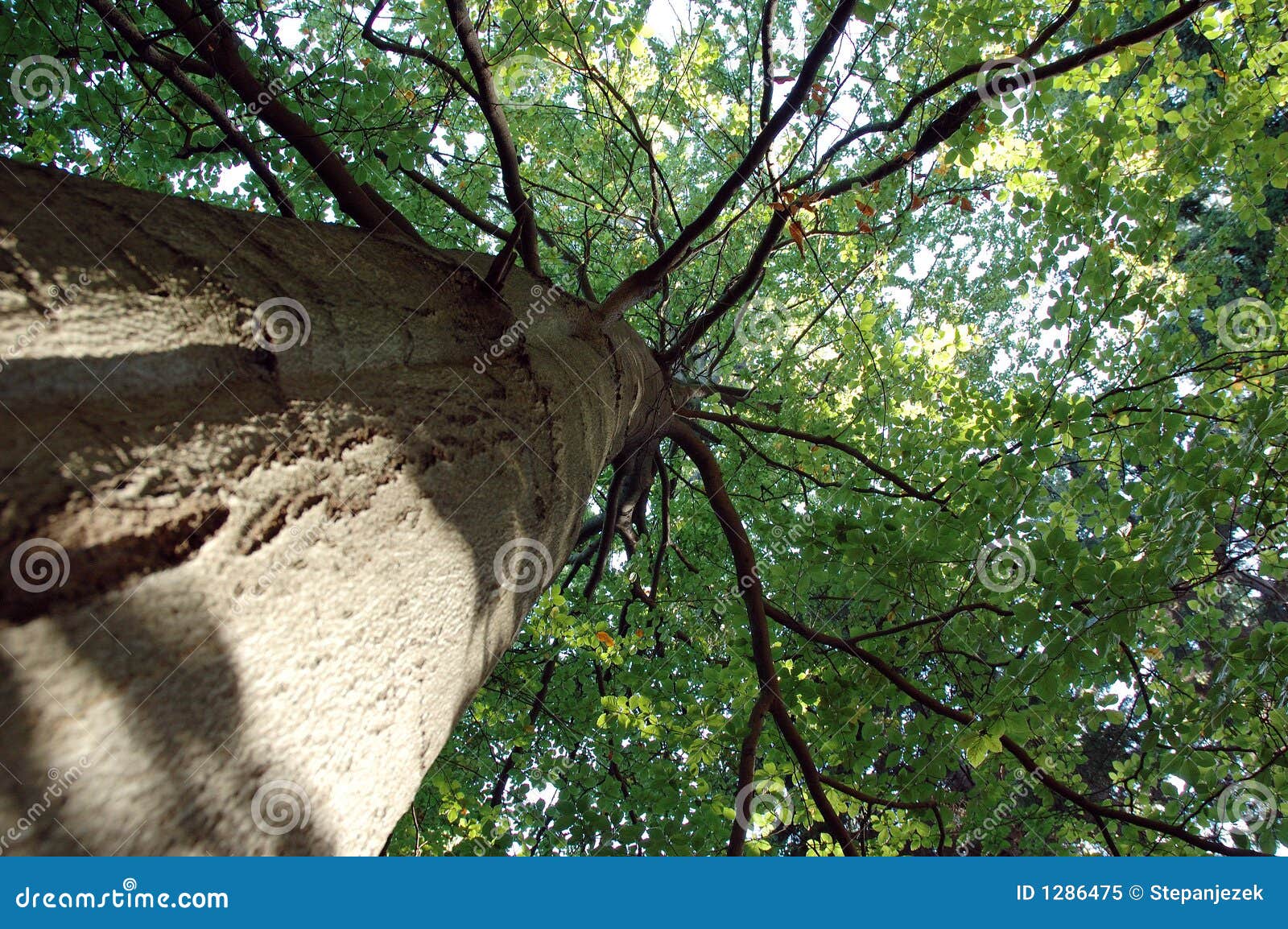 Tree stock image. Image of leaf, leafy, trunk, branch - 1286475