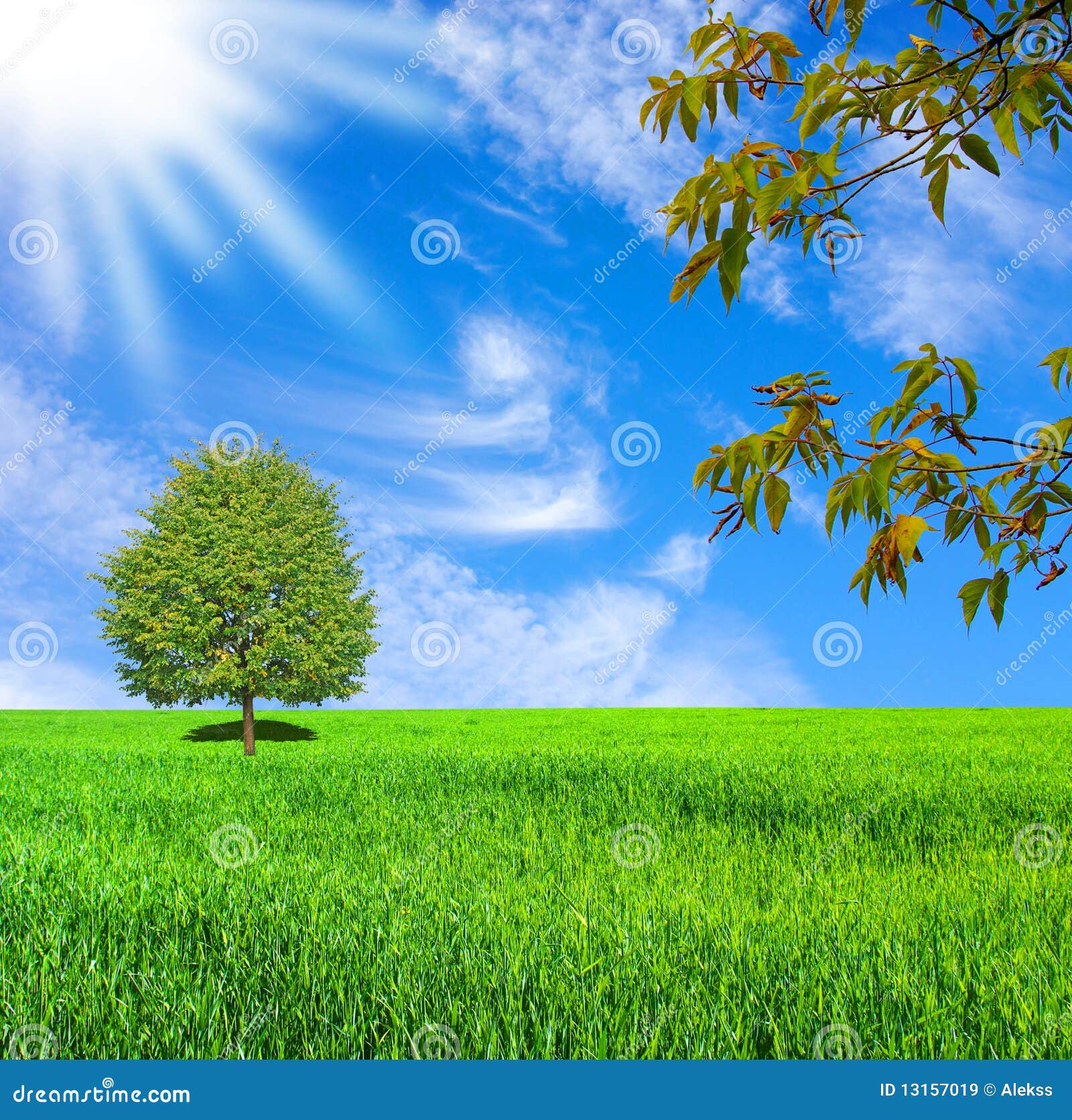 Tree stock image. Image of light, forest, fresh, green - 13157019