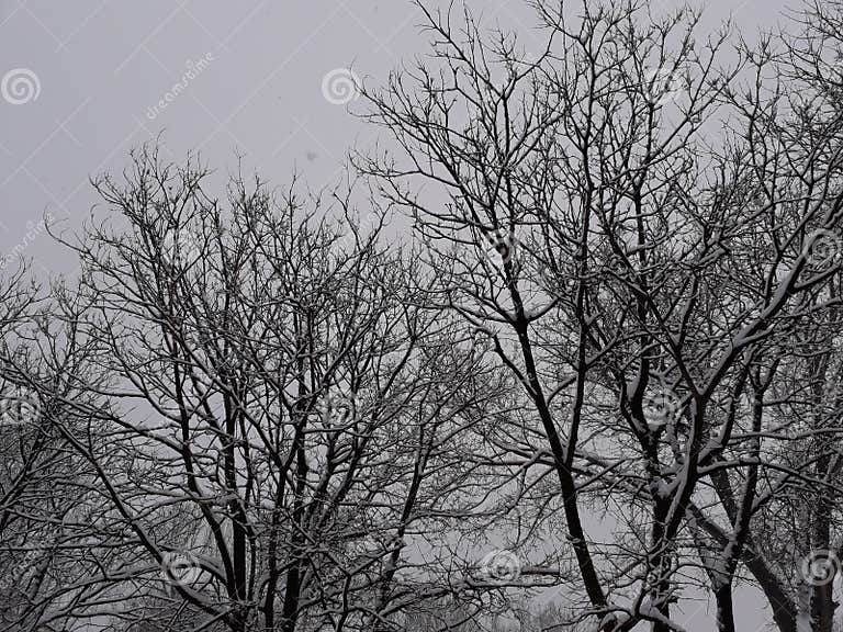 Tree stock photo. Image of winter, cloud, zima, tree - 136278446