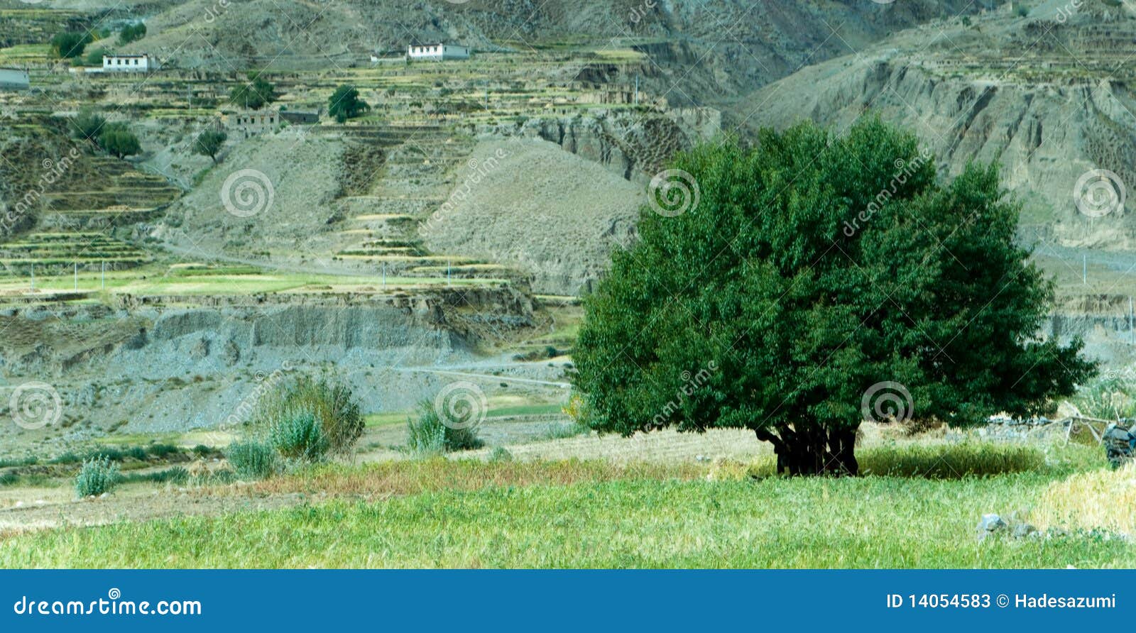 Tree stock image. Image of tree, tibet, field, tibeten - 14054583