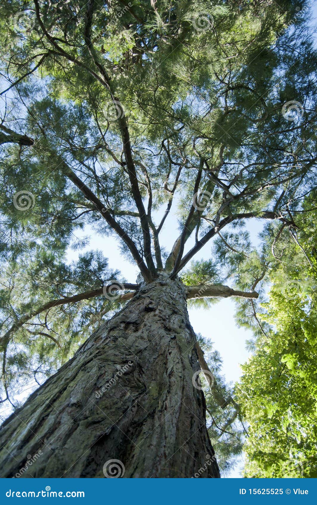 Tree stock image. Image of bark, botany, branch, blue - 15625525