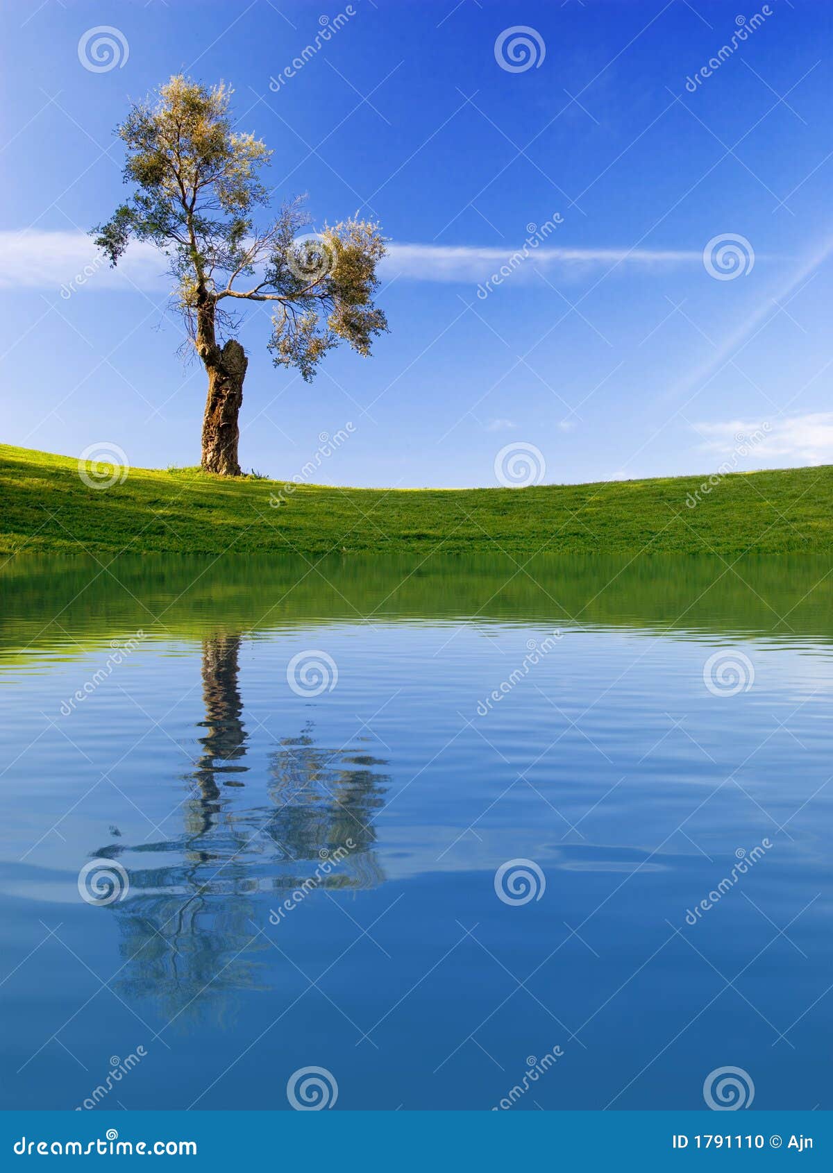 Tree stock photo. Image of ecology, calm, cloud, ecological - 1791110