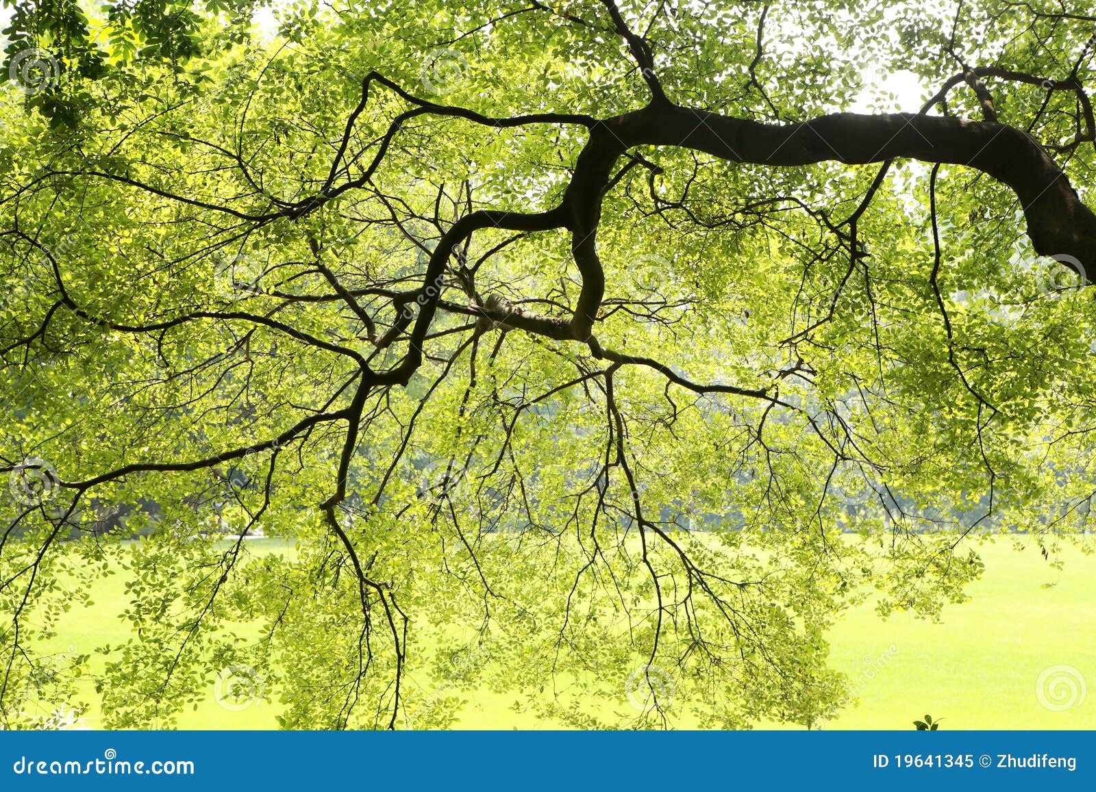 Tree stock image. Image of foliage, plant, green, forest - 19641345
