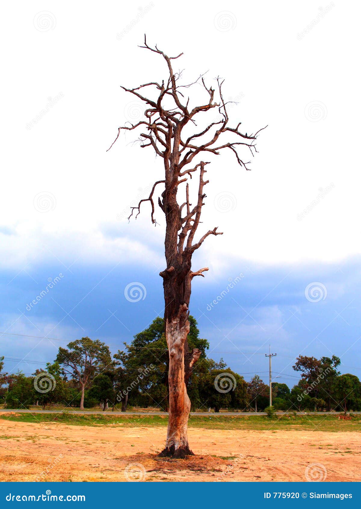 Lifeless Tree 2 Stock Photos - Free & Royalty-Free Stock Photos from ...
