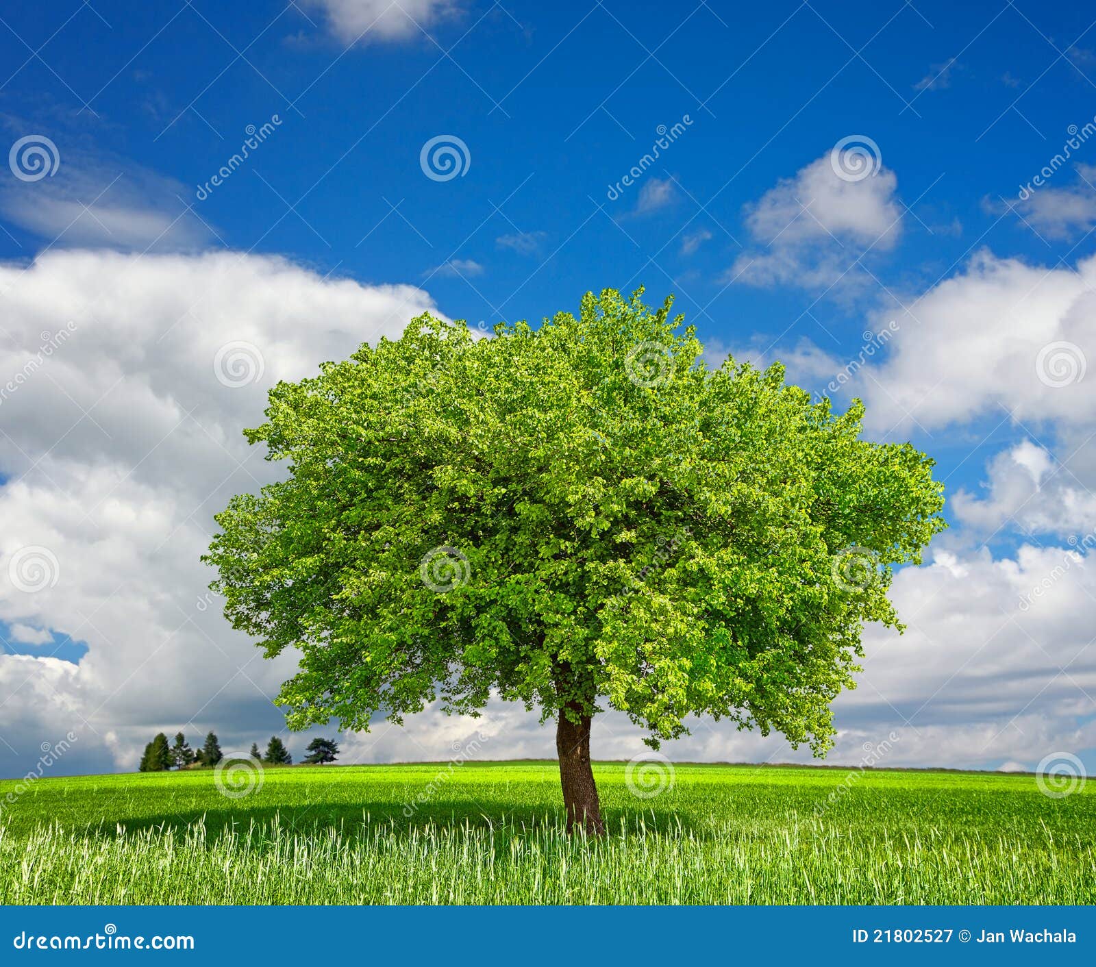 Tree stock image. Image of clear, planet, landscape, field - 21802527