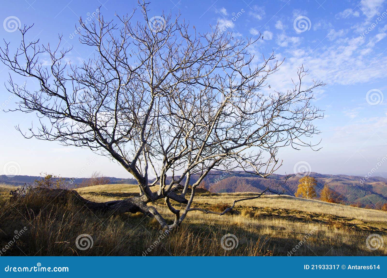 Tree stock image. Image of field, tranquil, tree, branch - 21933317