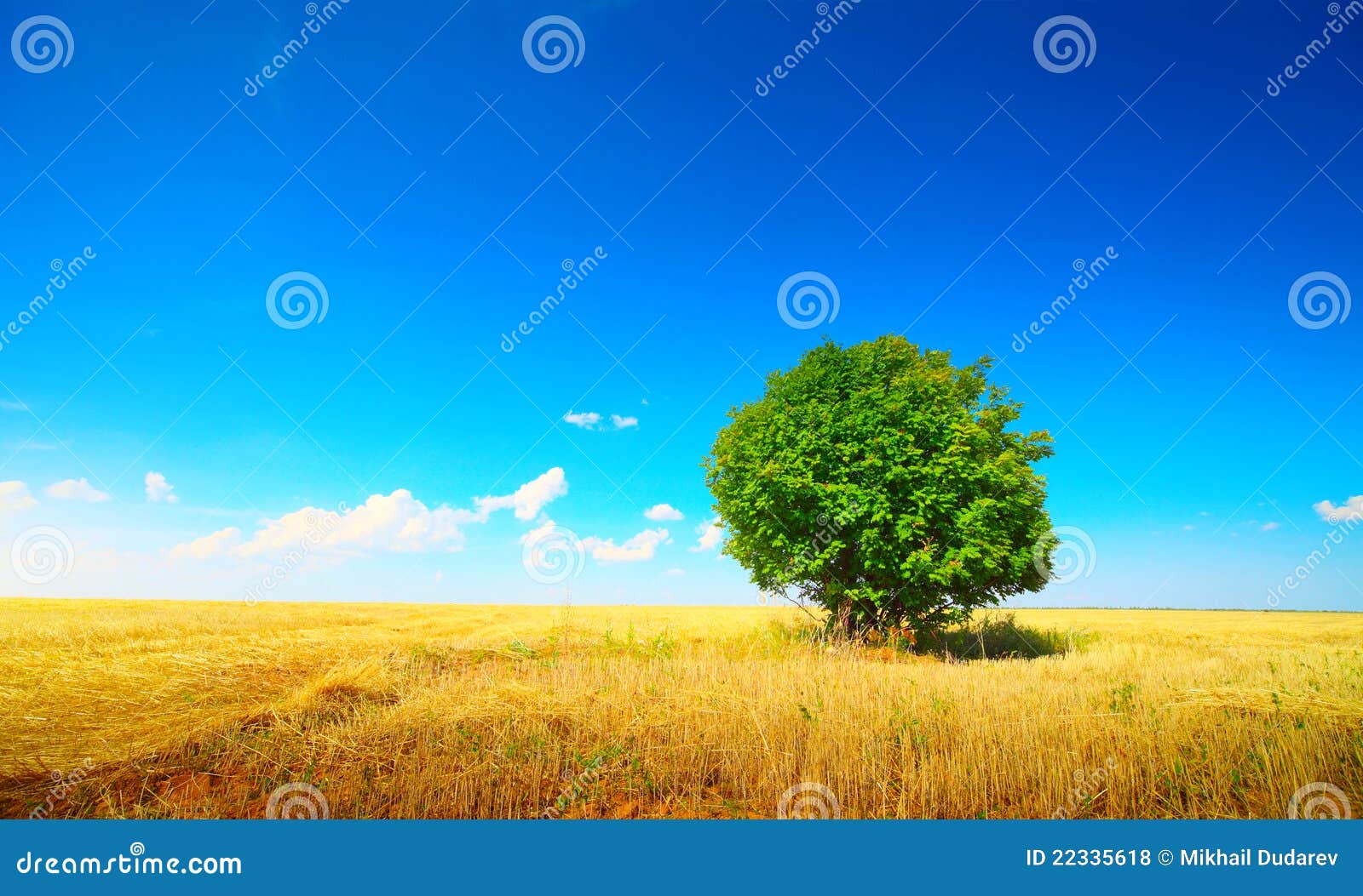 Tree stock photo. Image of wood, background, alone, landscape - 22335618