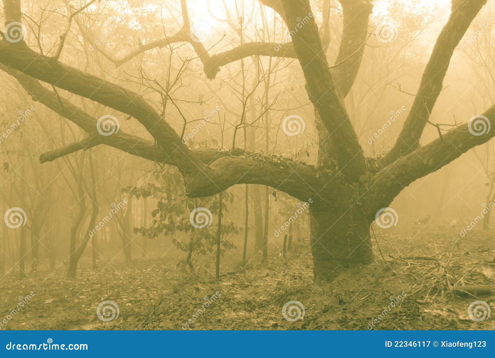 Tree stock image. Image of yellow, mist, winter, style - 22346117