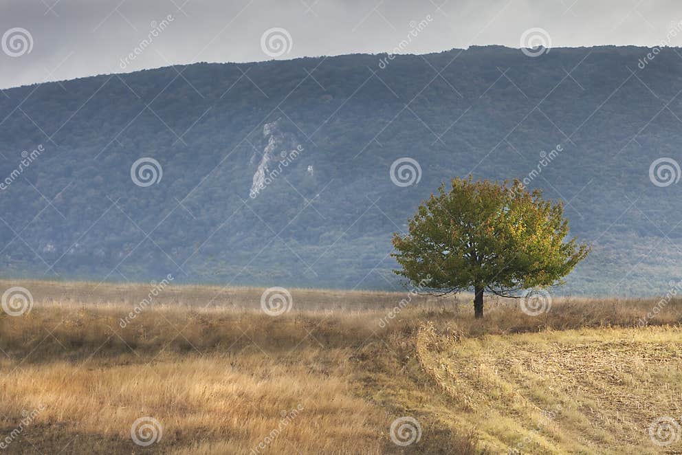 Tree stock photo. Image of panorama, pebbly, gritty, forest - 22449198